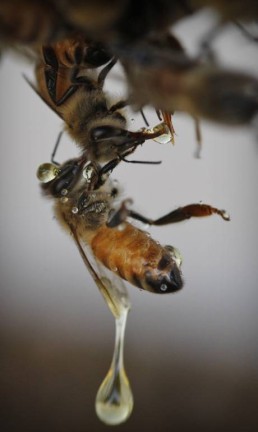 Os tipos mais exóticos de mel - Jornal O Globo