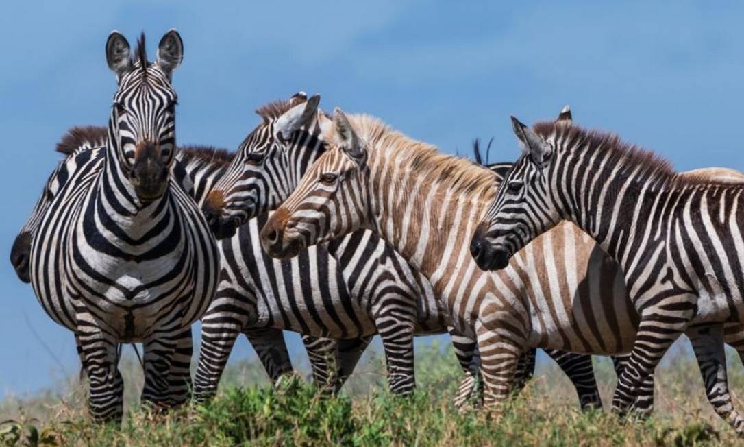 Zebra loira é flagrada em registro raro em parque nacional na Tanzânia ...
