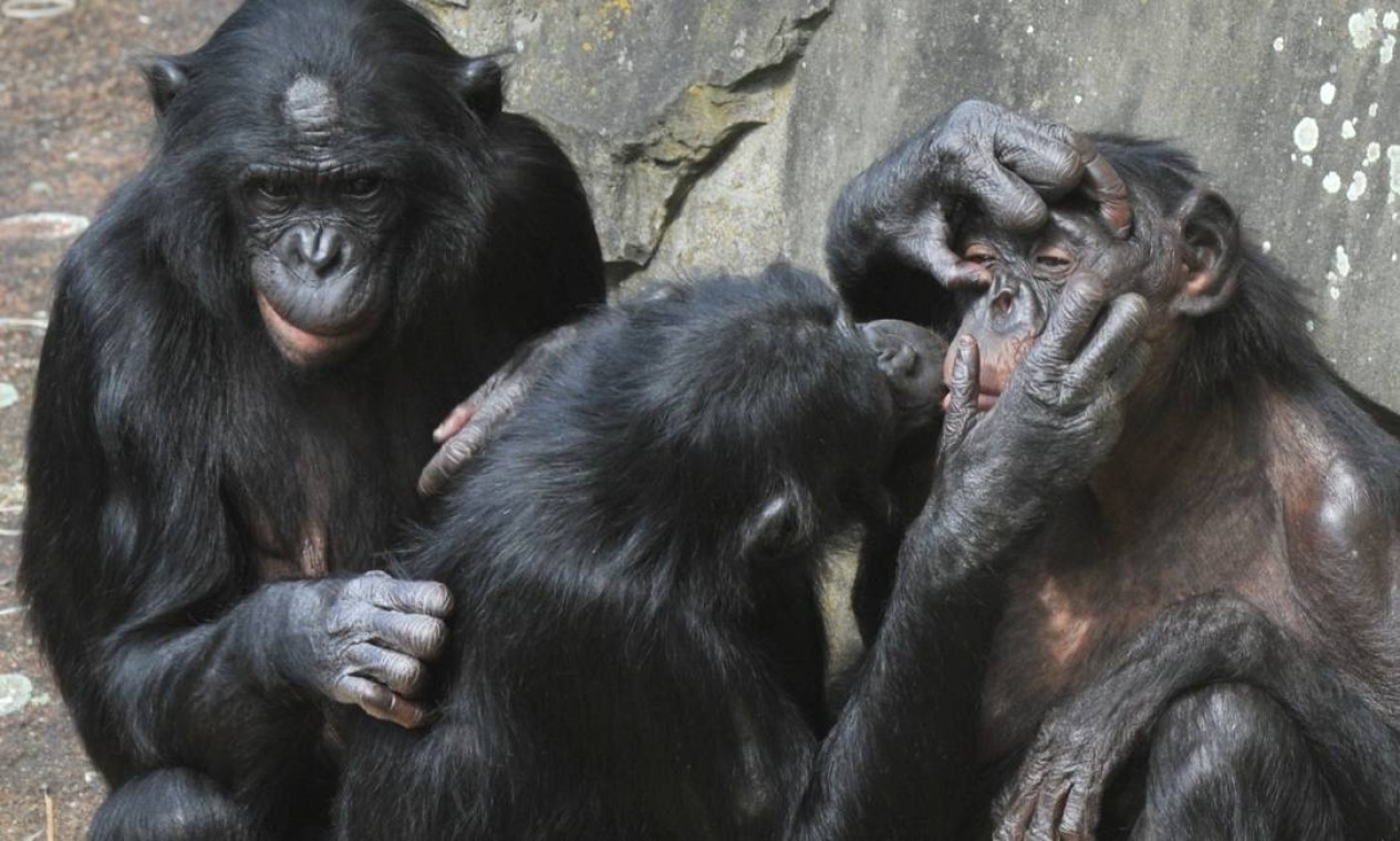 Macacos bonobos consolam uns aos outros como humanos - Jornal O Globo