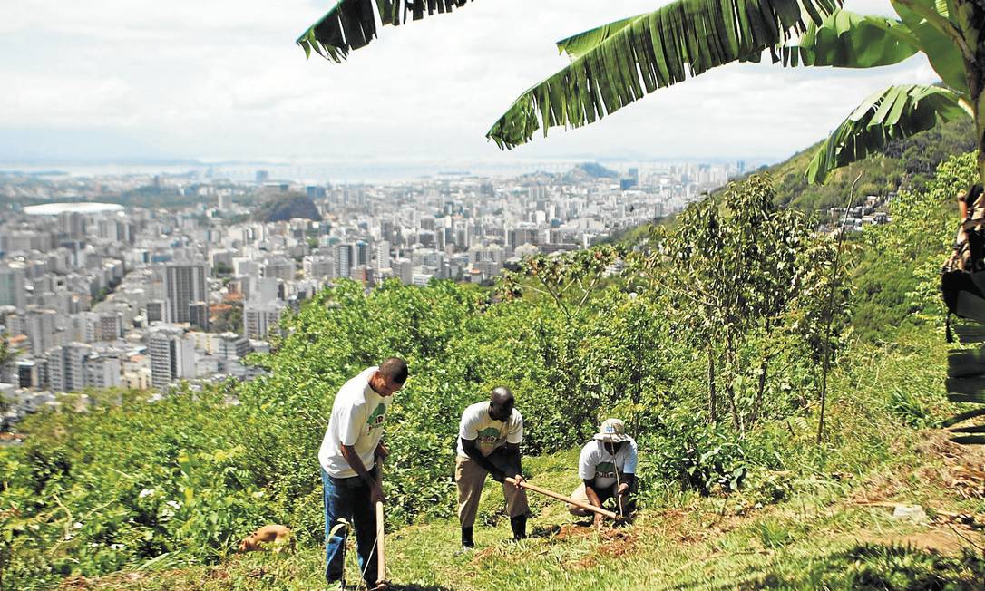 Verde nativo de volta à Tijuca - Jornal O Globo