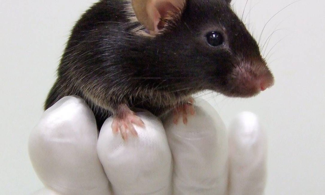 Cientistas conseguem remover vírus HIV das células de ratos - Jornal O ...