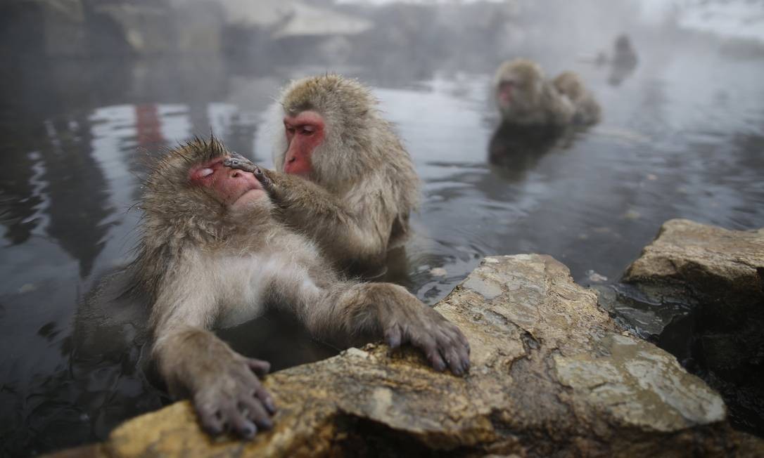 A estação dos macacos de Nagano, no Japão - Jornal O Globo