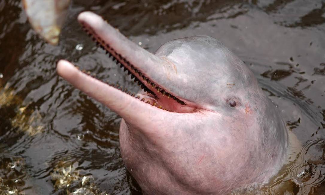 Cientistas descobrem na Amazônia uma nova espécie de golfinho de água ...