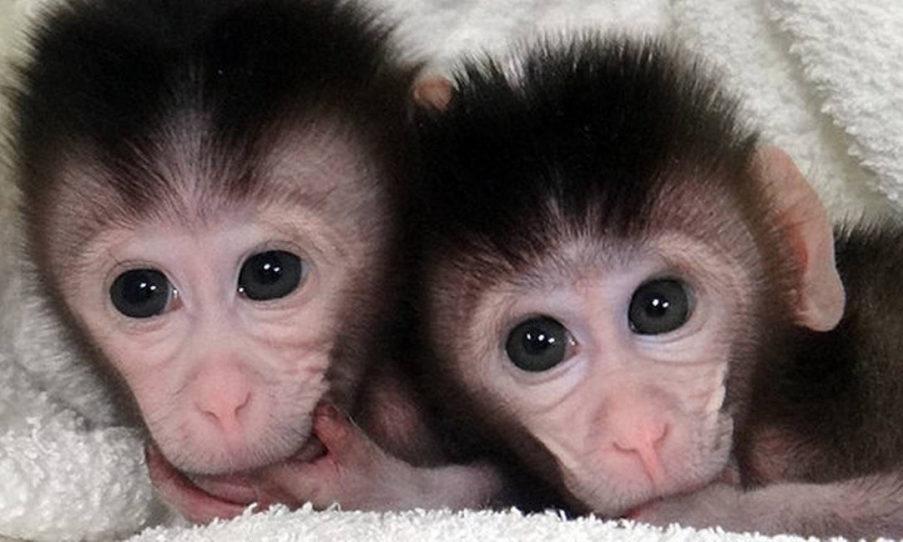 Chineses Criam Macacos Geneticamente Modificados Para Estudo De Doenças