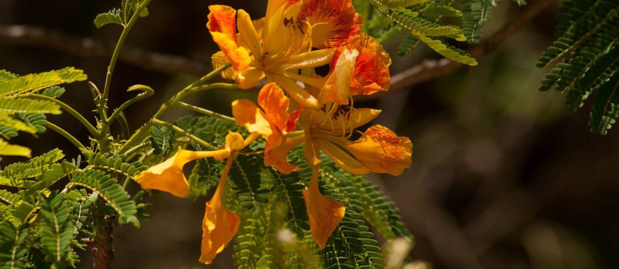 Flores dão cores novas às ruas do Rio neste verão - Jornal O Globo