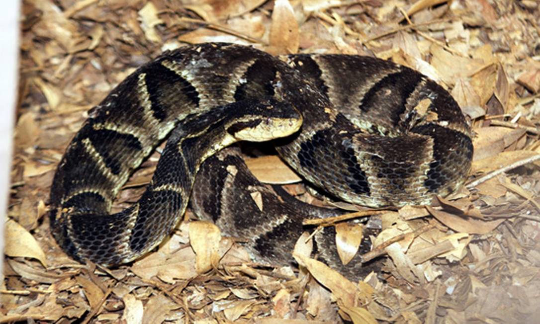 Jararaca virgem dá à luz filhote no Refúgio Biológico de Itaipu ...