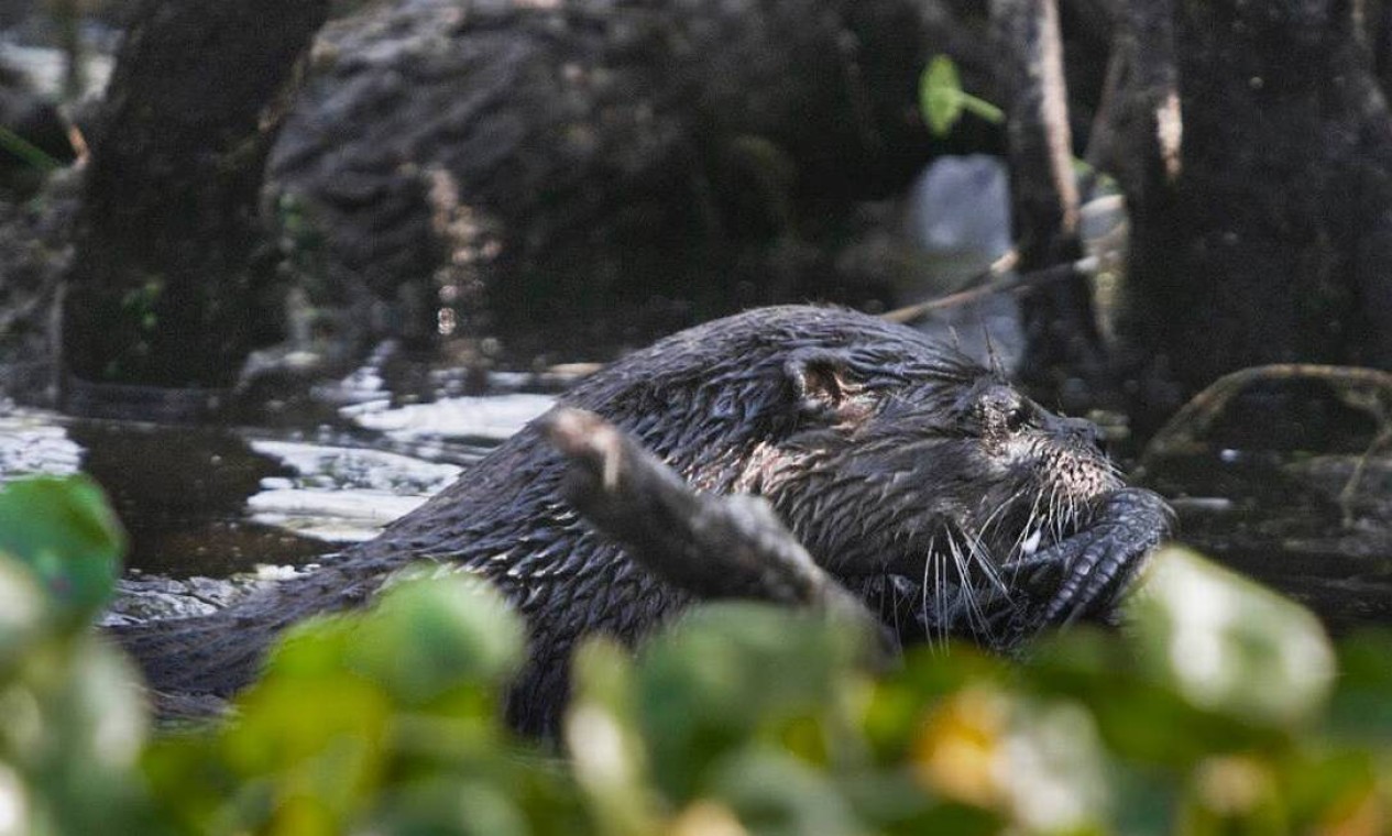 Veja as imagens do ataque da lontra ao jacaré - Jornal O Globo