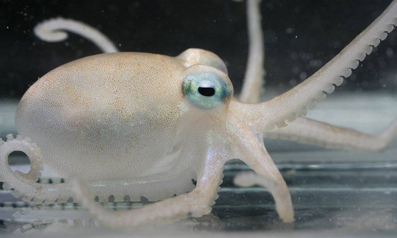 Polvo, lula e outros invertebrados são capazes de sentir dor, diz ...