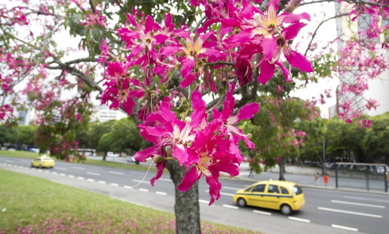 Flores do outono dão novo colorido ao Rio - Jornal O Globo