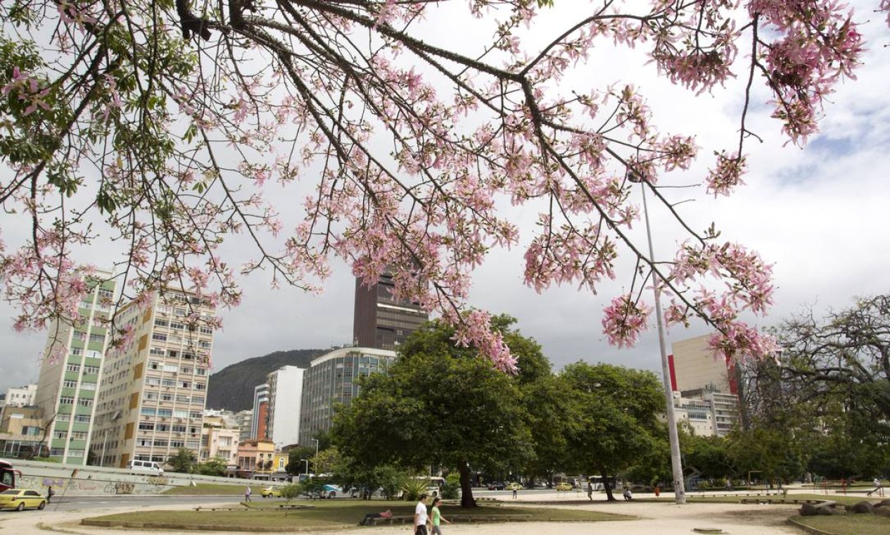 Flores do outono dão novo colorido ao Rio - Jornal O Globo