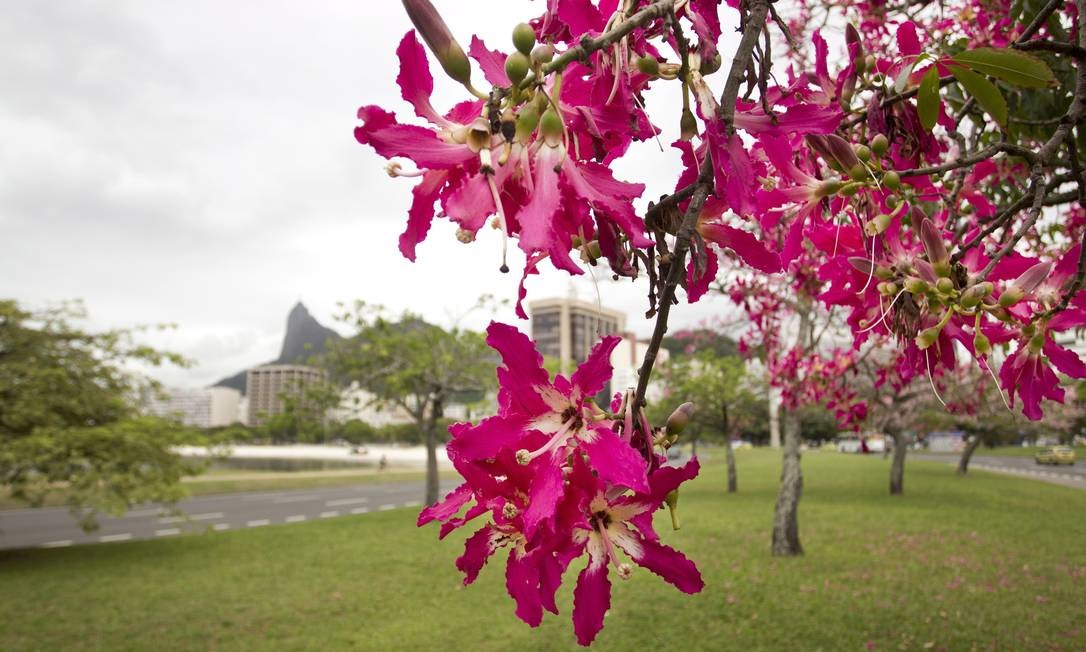 Flores do outono dão novo colorido ao Rio - Jornal O Globo