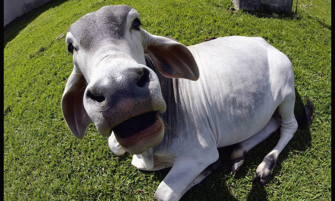 Brasil investiga possível caso do mal da vaca louca em Mato Grosso ...