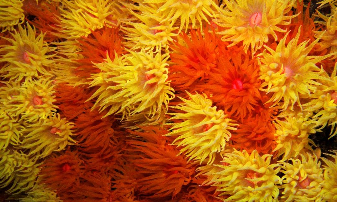 Investigação aponta invasão da costa do Rio por coral assassino ...