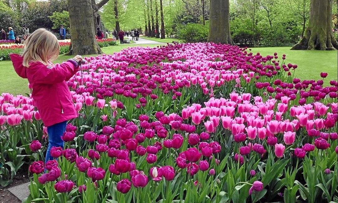 Keukenhof, o jardim de tulipas que parece pintura, colore a primavera ...