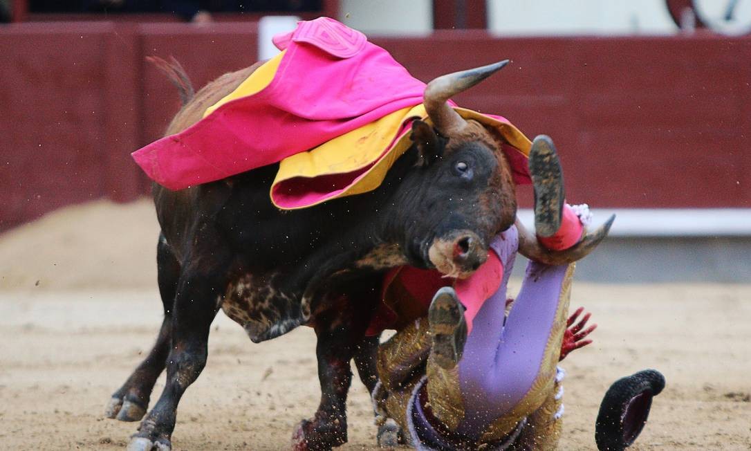 Touros levam a melhor e touradas de San Isidro são canceladas em Madri ...
