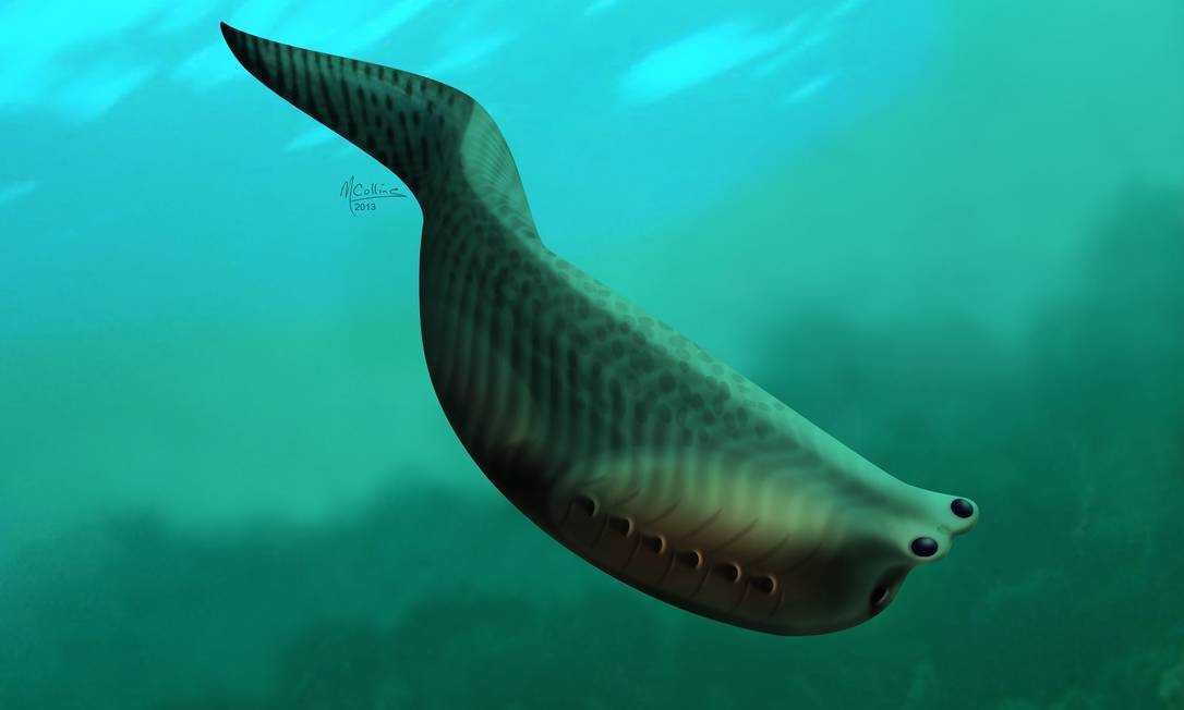 Peixe Sem Mandibula Da Era Paleozoica Peixe Cascudo, O Peixe Faxineiro