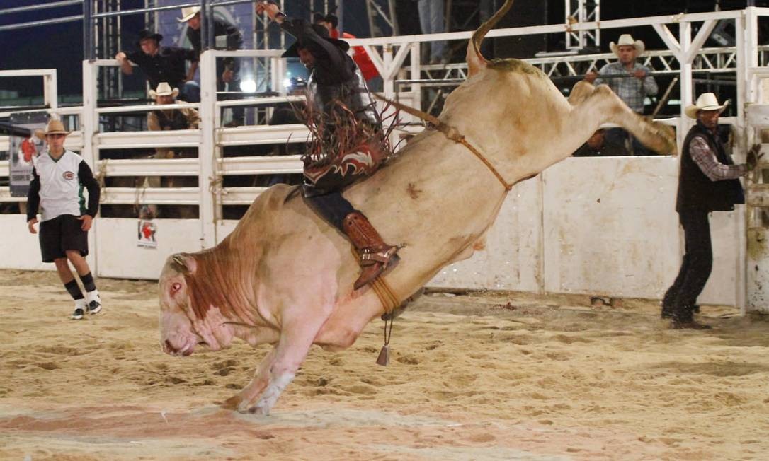 Projeto de lei que proíbe rodeios em Petrópolis aguarda sanção do ...