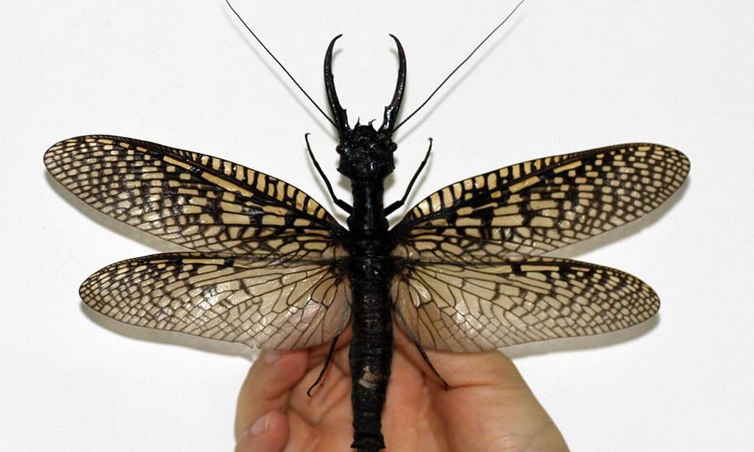 Maiores Insetos Voadores