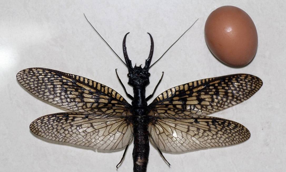 Maior inseto aquático do mundo é encontrado em uma montanha na China ...