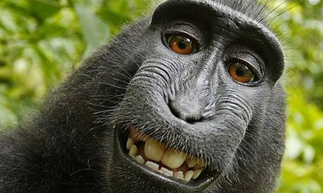 Wikipédia se recusa a apagar selfie tirada por macaco - Jornal O Globo