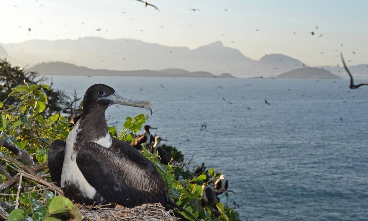 Aves da Mata Atlântica encontradas no Rio - Jornal O Globo