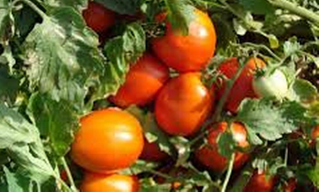Instituto Agronômico de Pernambuco divulga 'supertomate', resistente a ...