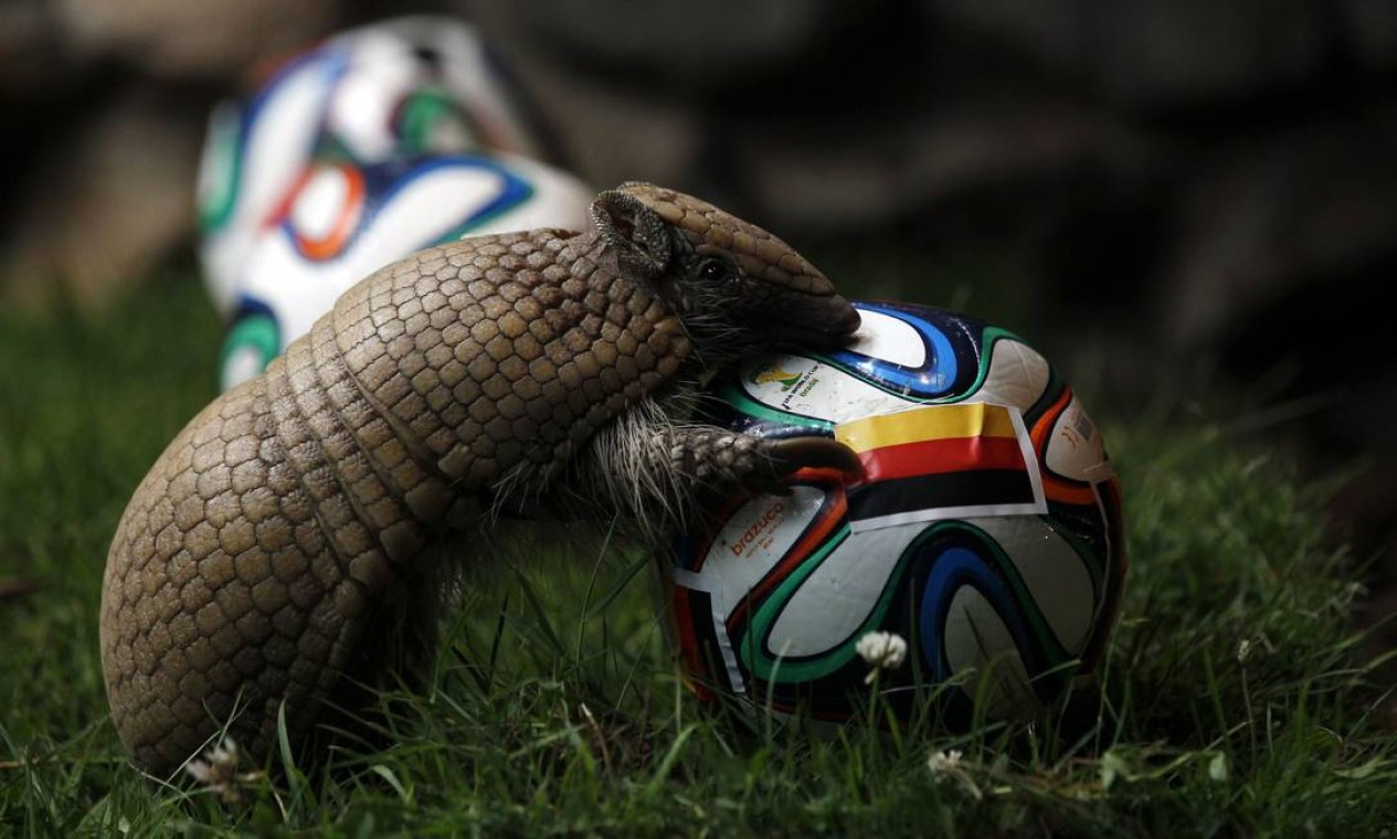 Tatu-bola ganha área de preservação - Jornal O Globo