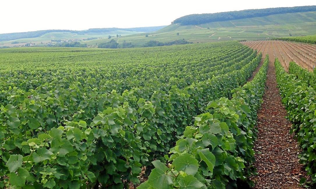 Brut, demi-sec, extra brut... saiba como é o processo de produção do ...