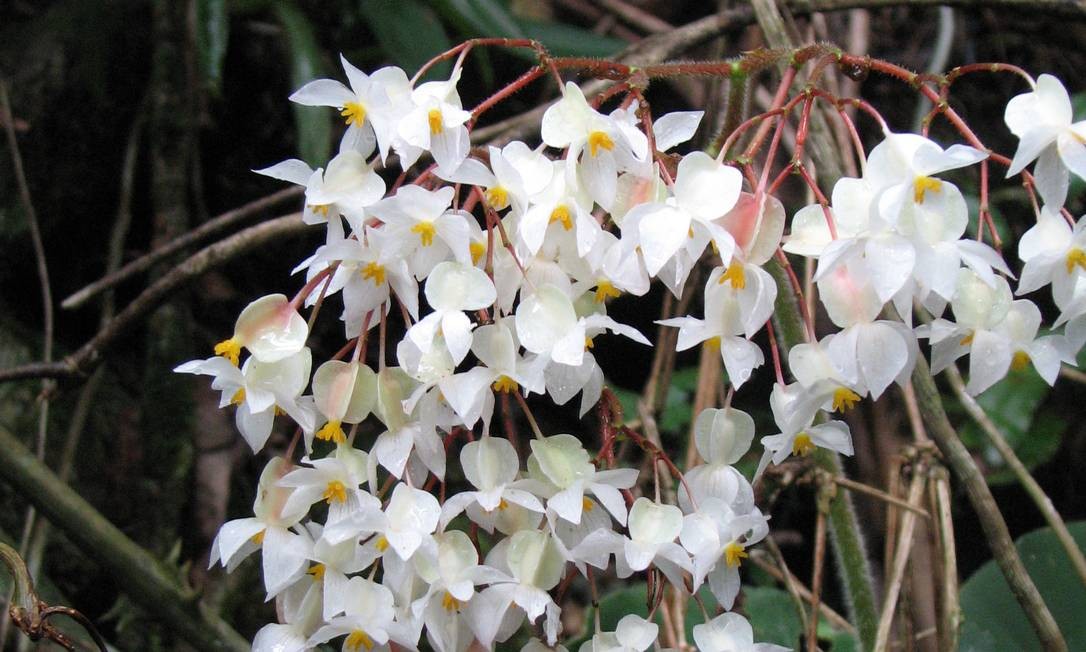 Listamos flores típicas do Rio de Janeiro - Jornal O Globo