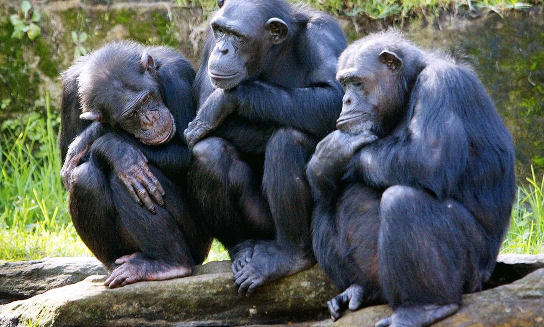 Cientistas flagram momento em que chimpanzés transmitem conhecimento e ...