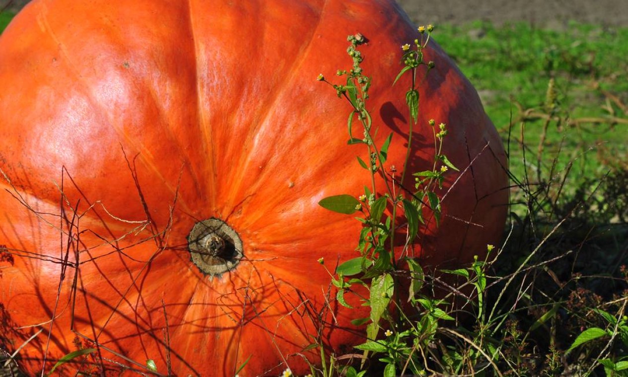 Cinco benefícios da abóbora - Jornal O Globo