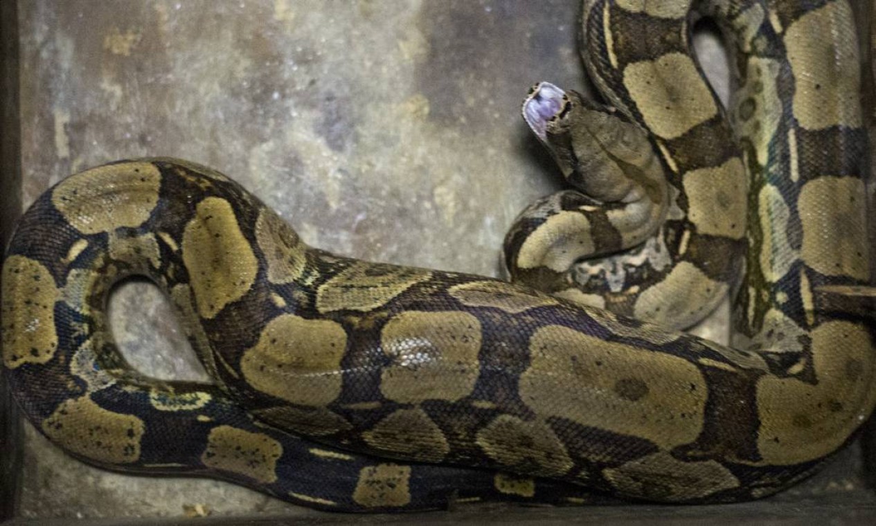 Cobra de aproximadamente dois metros invade prédio e assusta moradores ...