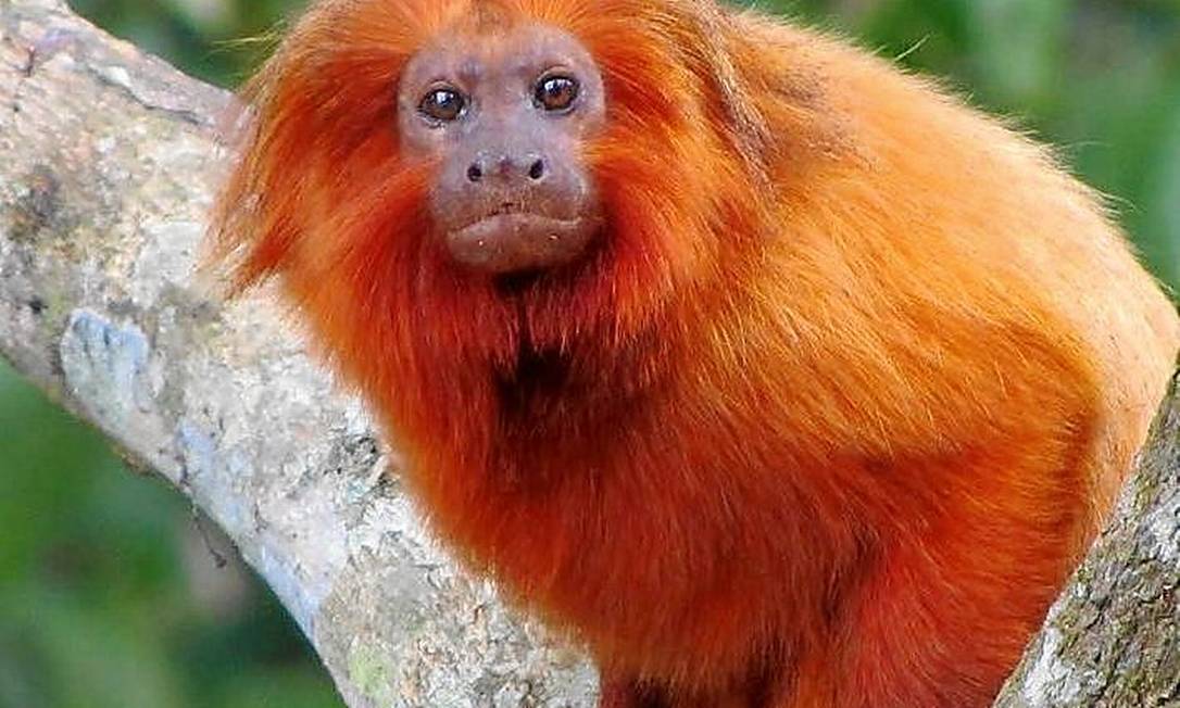 Biólogos encontram mico-leão-dourado com 17 anos em Rio Bonito - Jornal ...