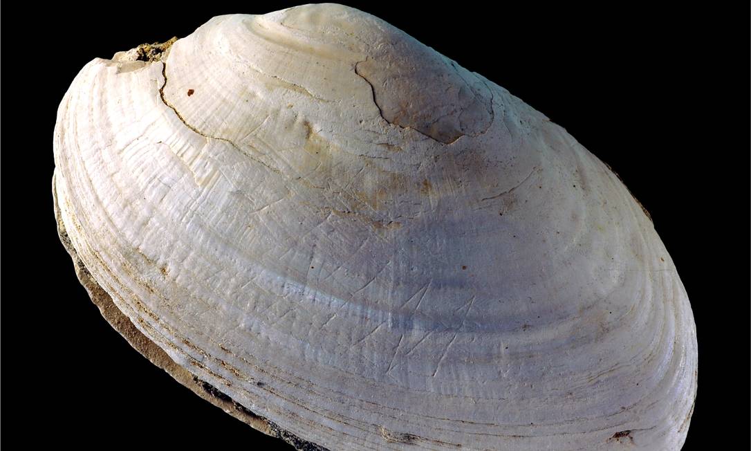 Cientistas descobrem concha com gravura humana de mais de 400 mil anos ...