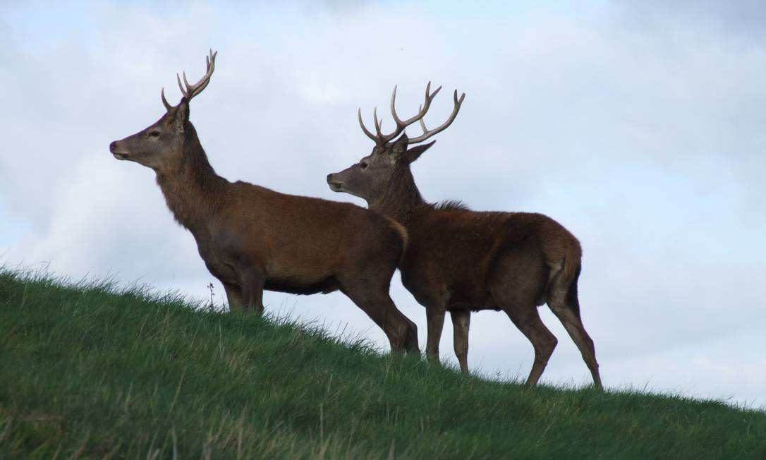Próximo ao Natal, pesquisa alerta que populações de rena estão em ...