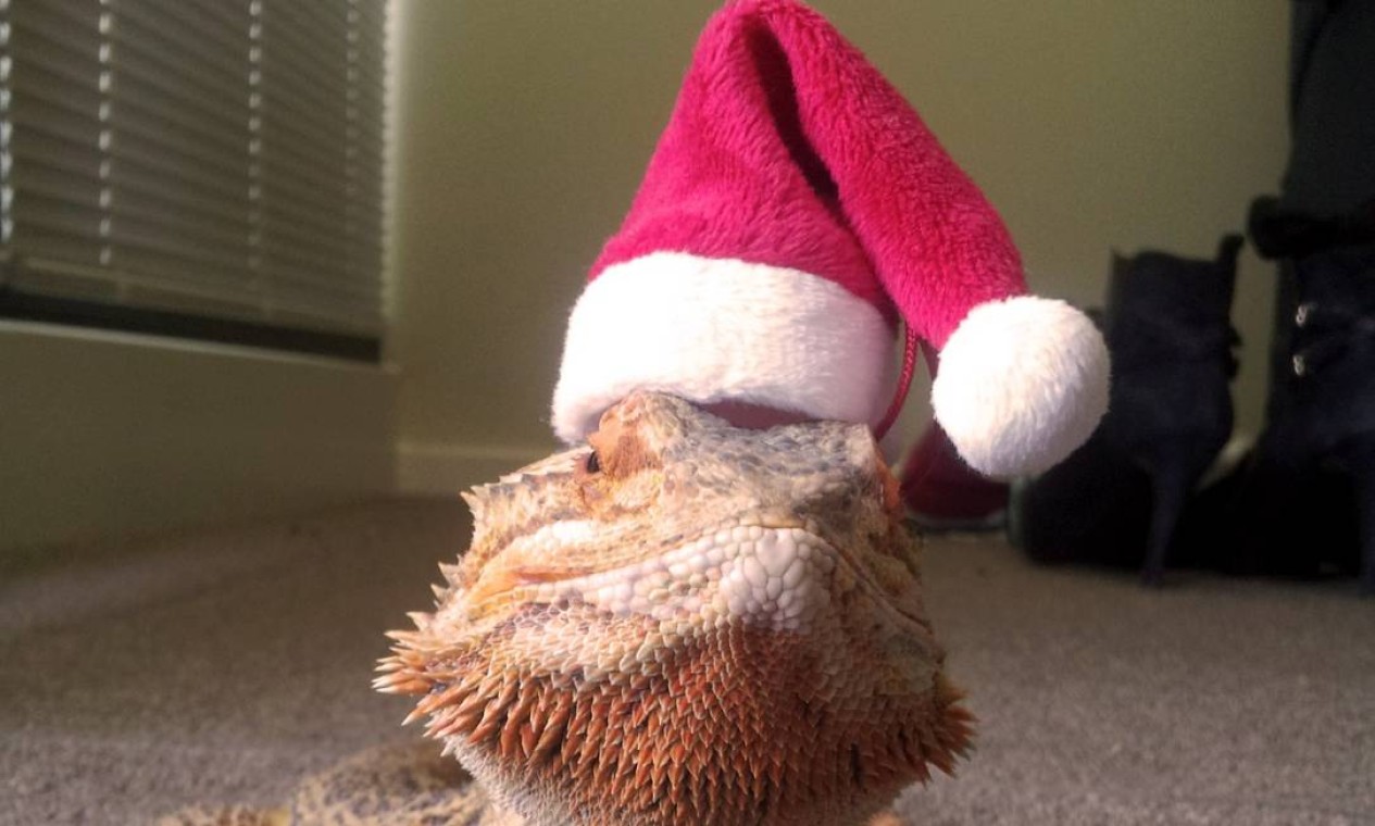 Conheça Pringle, um dragão barbudo que faz sucesso na internet - Jornal ...