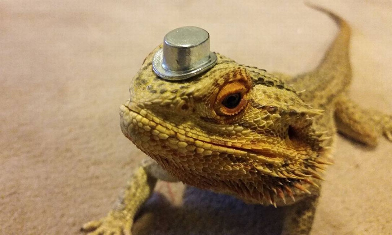 Conheça Pringle, um dragão barbudo que faz sucesso na internet - Jornal ...