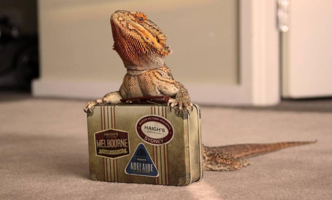 Conheça Pringle, um dragão barbudo que faz sucesso na internet - Jornal ...