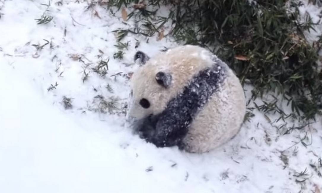 Panda Bao Bao se diverte pela primeira vez na neve, em Washington ...