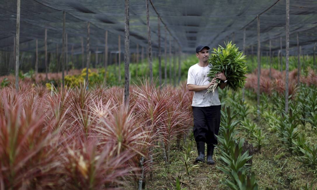 A produção de flores no Rio - Jornal O Globo