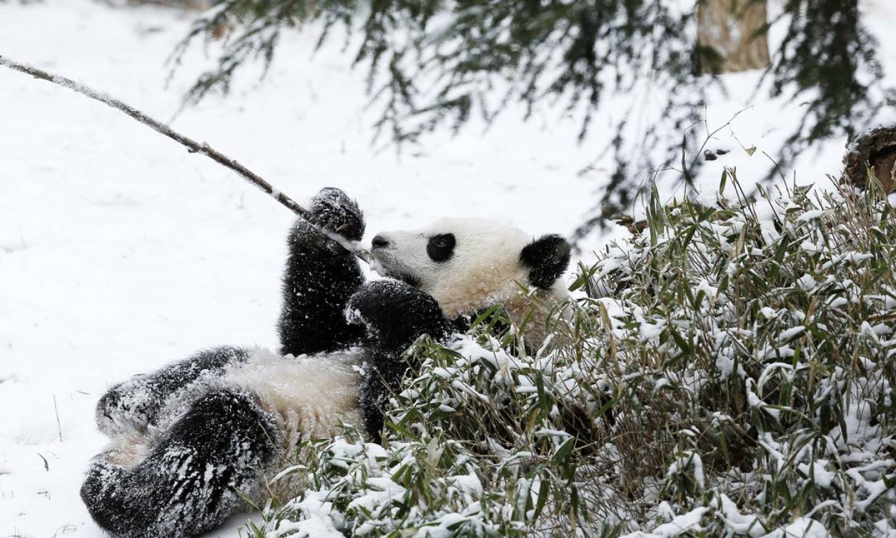 Pandas aproveitam neve em zoológico americano - Jornal O Globo