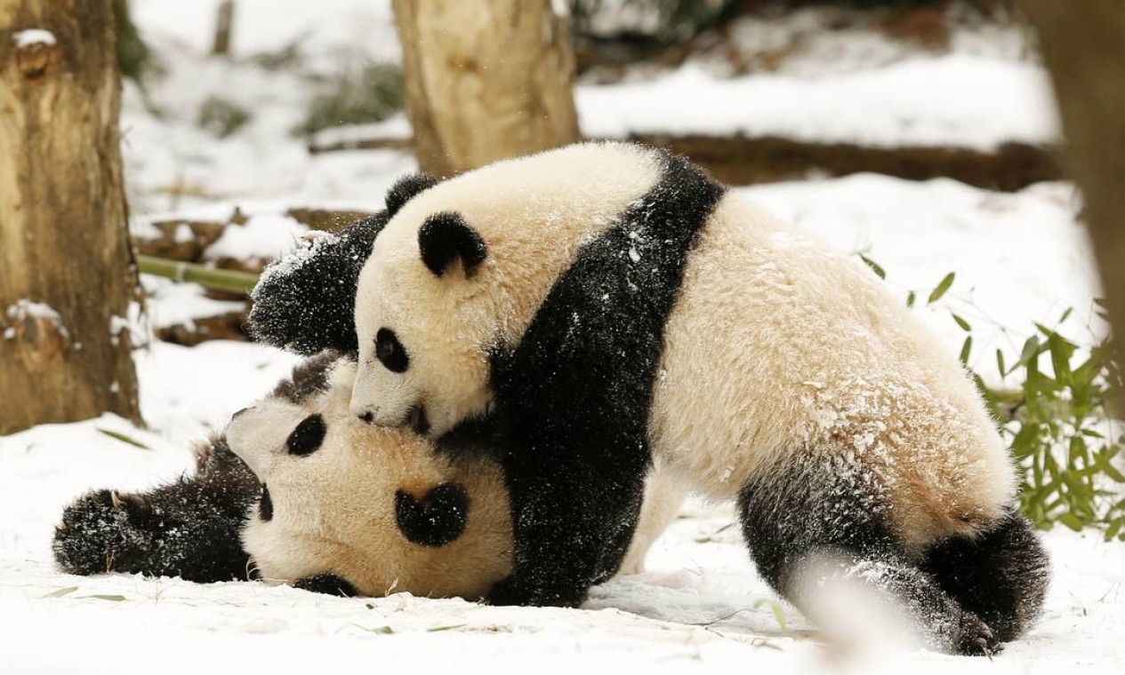 Pandas aproveitam neve em zoológico americano - Jornal O Globo