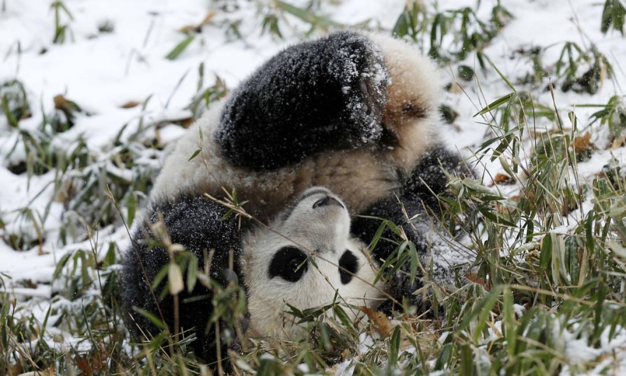 Pandas aproveitam neve em zoológico americano - Jornal O Globo