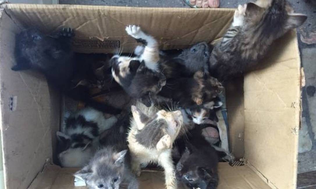 Internautas se mobilizam para ajudar 18 filhotes de gato abandonados em ...