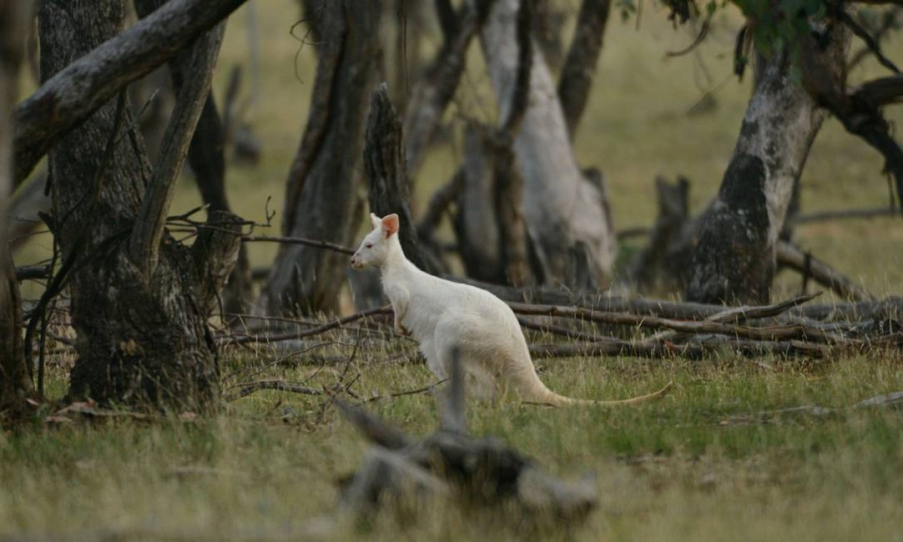 Conheça o raro canguru albino - Jornal O Globo