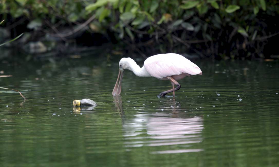 Eles lutam pelas lagoas da Barra e Jacarepaguá muito antes de se falar ...