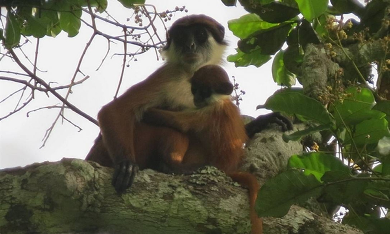 Pesquisadores fotografam macaco que se pensava extinto há quase meio ...