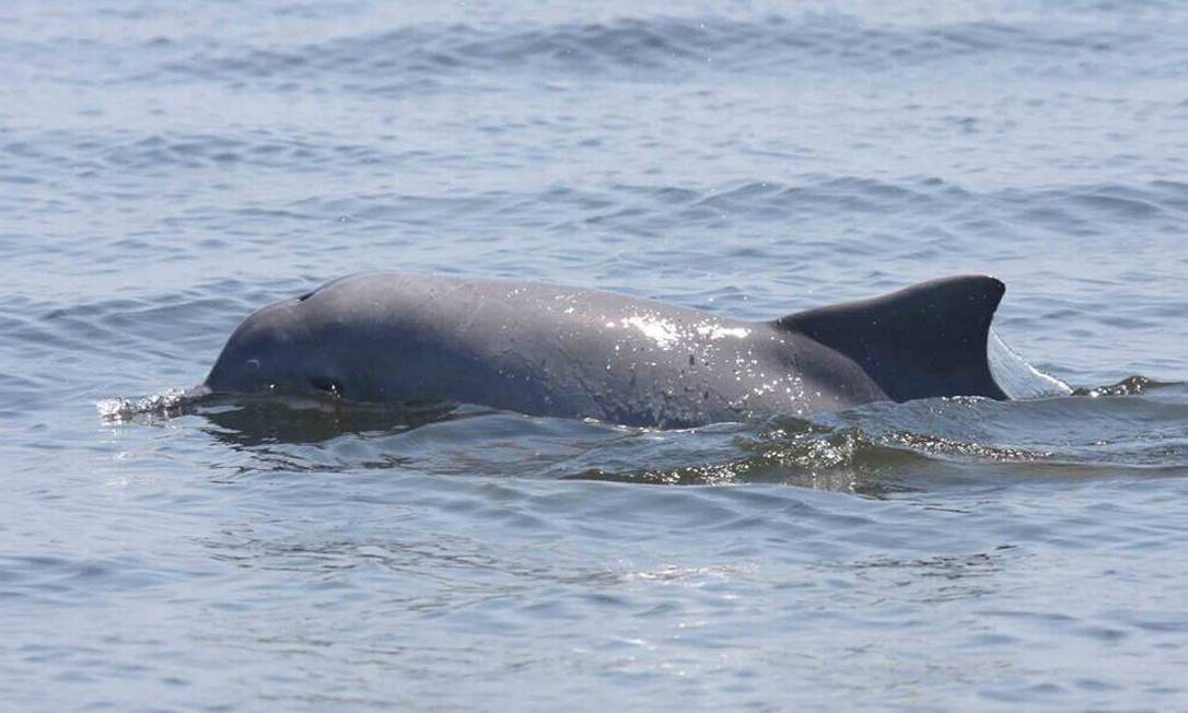 Morre o boto símbolo da Baía de Guanabara, monitorado há 20 anos ...