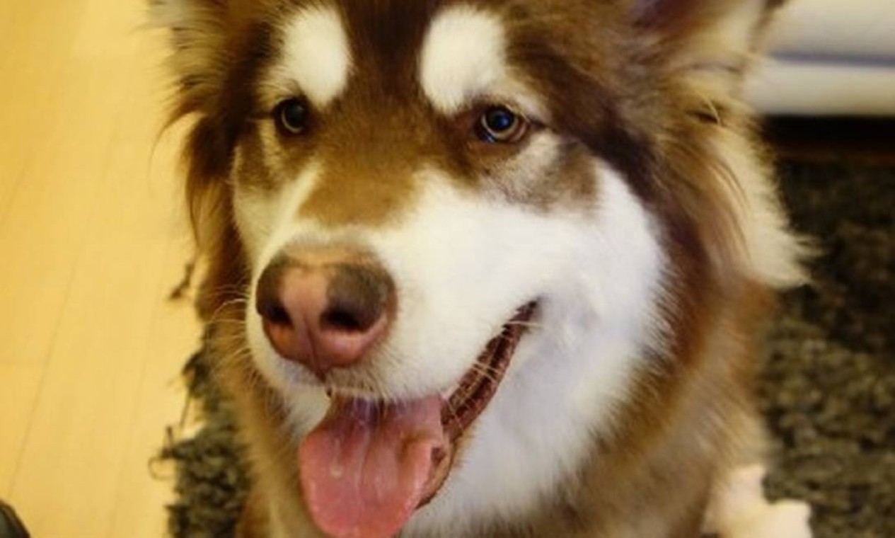 Chinês compra dois Apple Watch para o seu melhor amigo... um cachorro ...