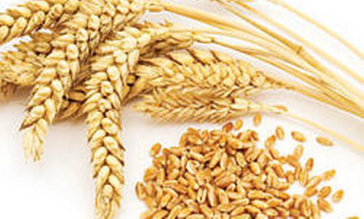 Quatro curiosidades sobre a cevada - Jornal O Globo